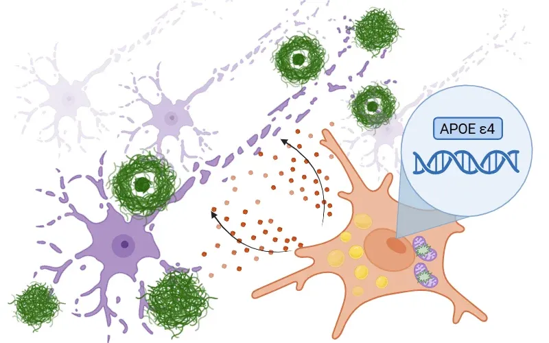 APOE ε4, Microglia & Alzheimer’s Disease
