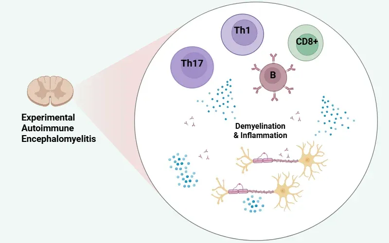 What is EAE (Experimental Autoimmune Encephalomyelitis)?