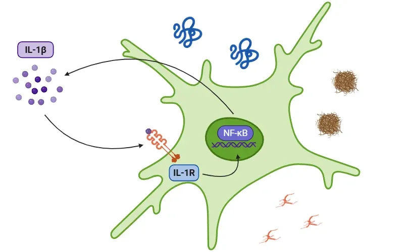 Interleukin-1 Beta (IL-1β) and Neurodegenerative Diseases