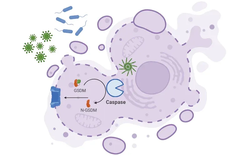 What is Pyroptosis? | A Drug Development Perspective