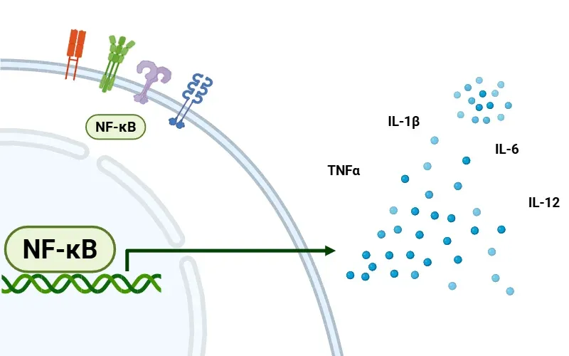 What is NF-κB (Nuclear Factor Kappa B)?