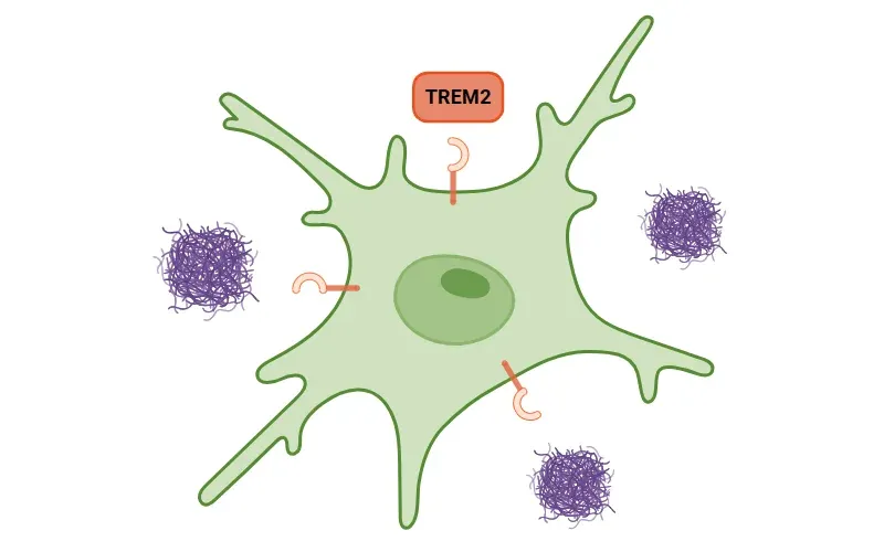 TREM2 and Microglia